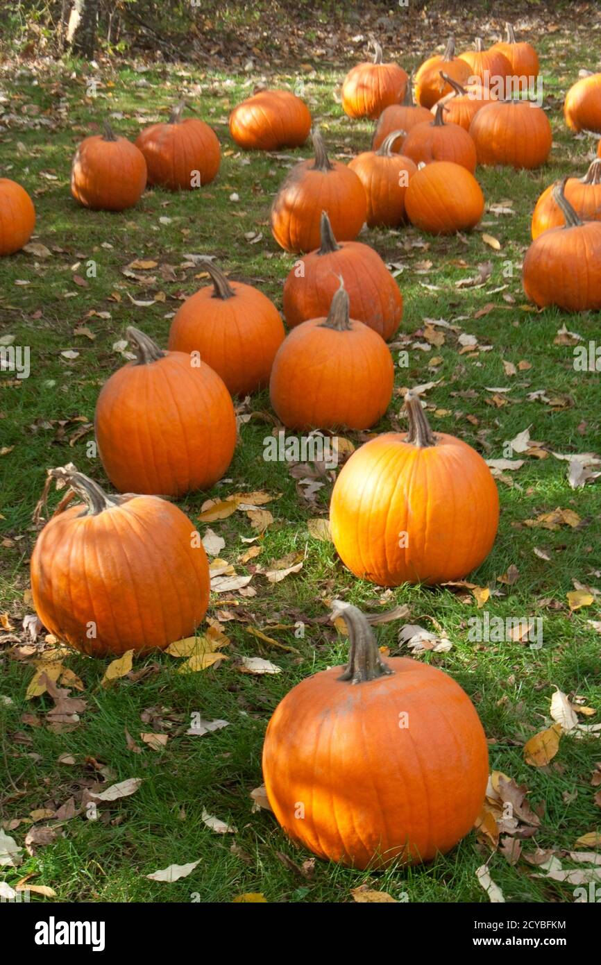 Colorful vegetable patch hi-res stock photography and images - Alamy