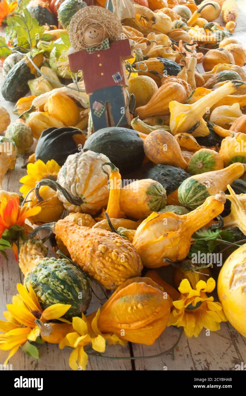Large gourds hi-res stock photography and images - Alamy