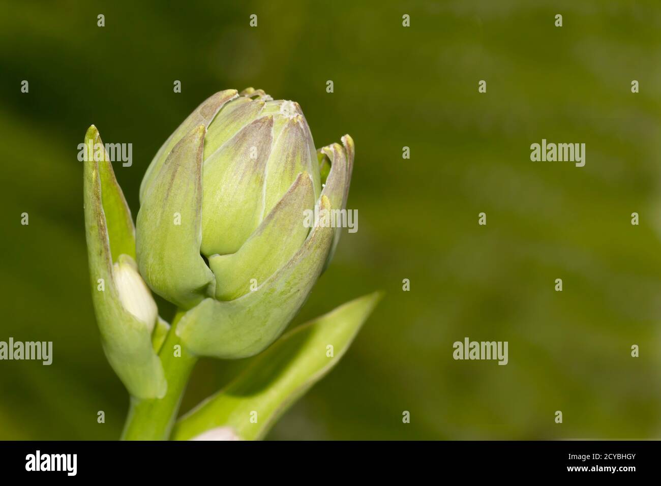 Hosta flower bud isolated on blurred green background Stock Photo - Alamy