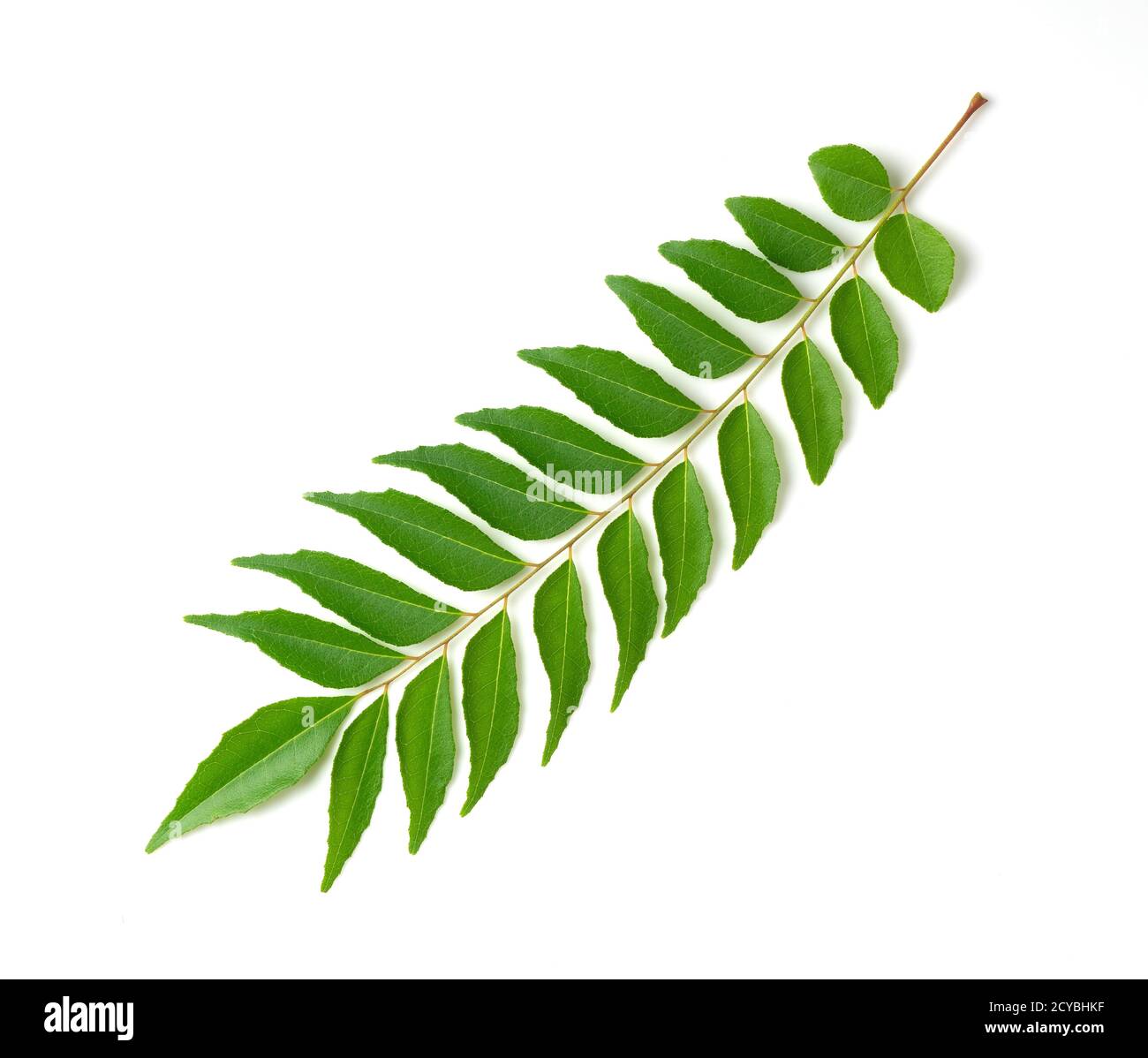 Curry Leaves Png