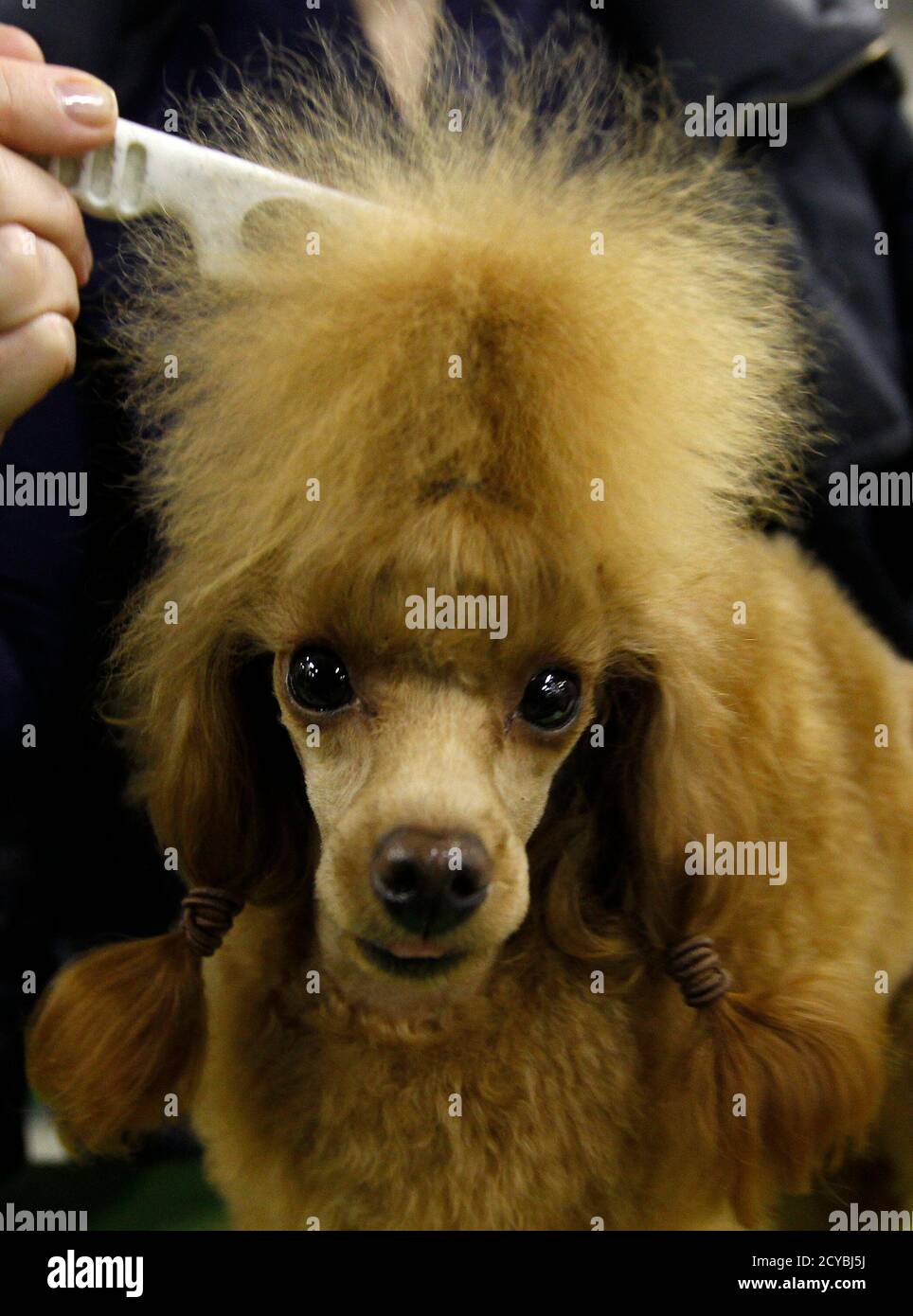 Various dog breeds hi-res stock photography and images - Alamy