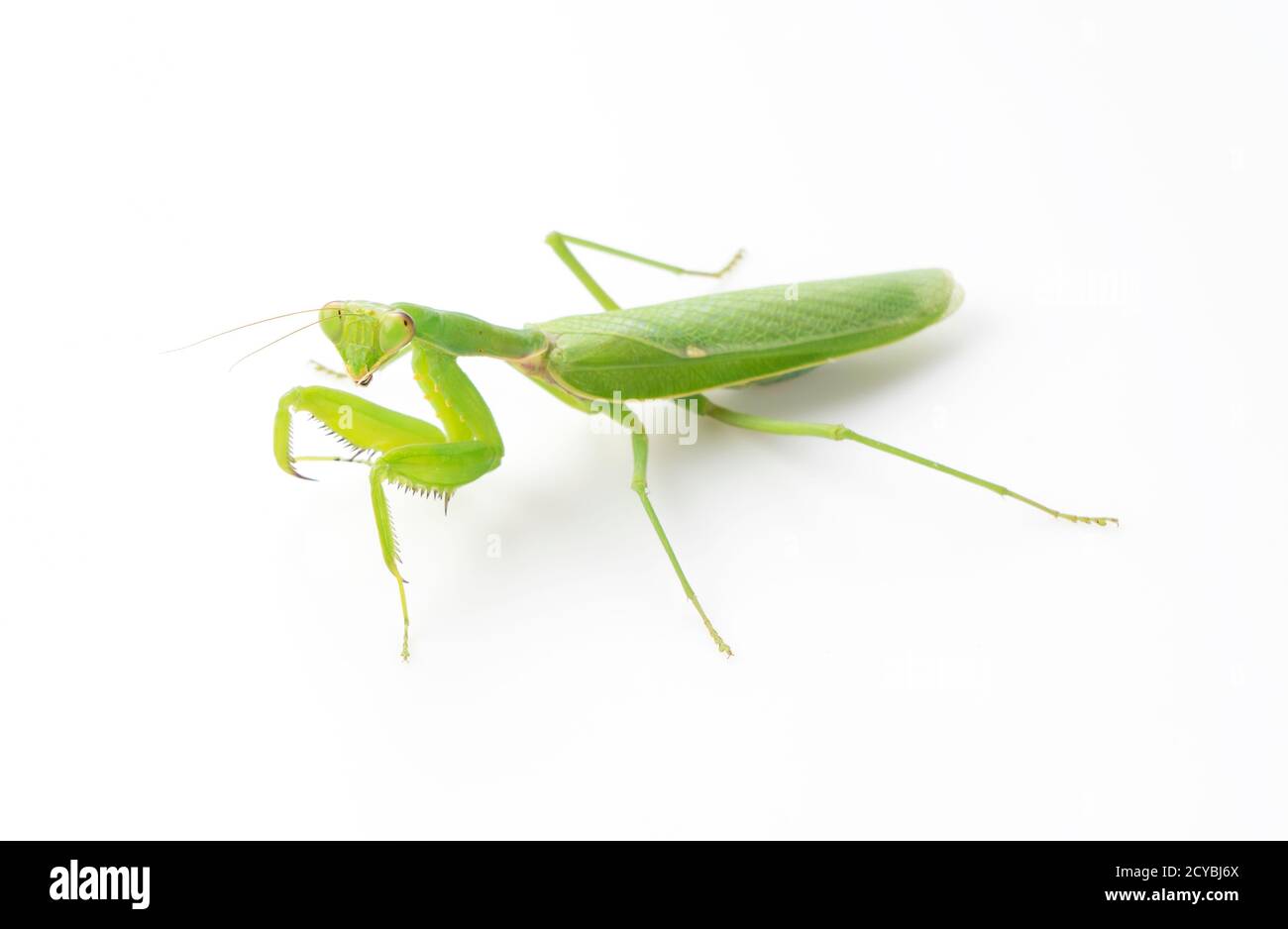 Japanese Harabiro mantis on a white background Stock Photo - Alamy