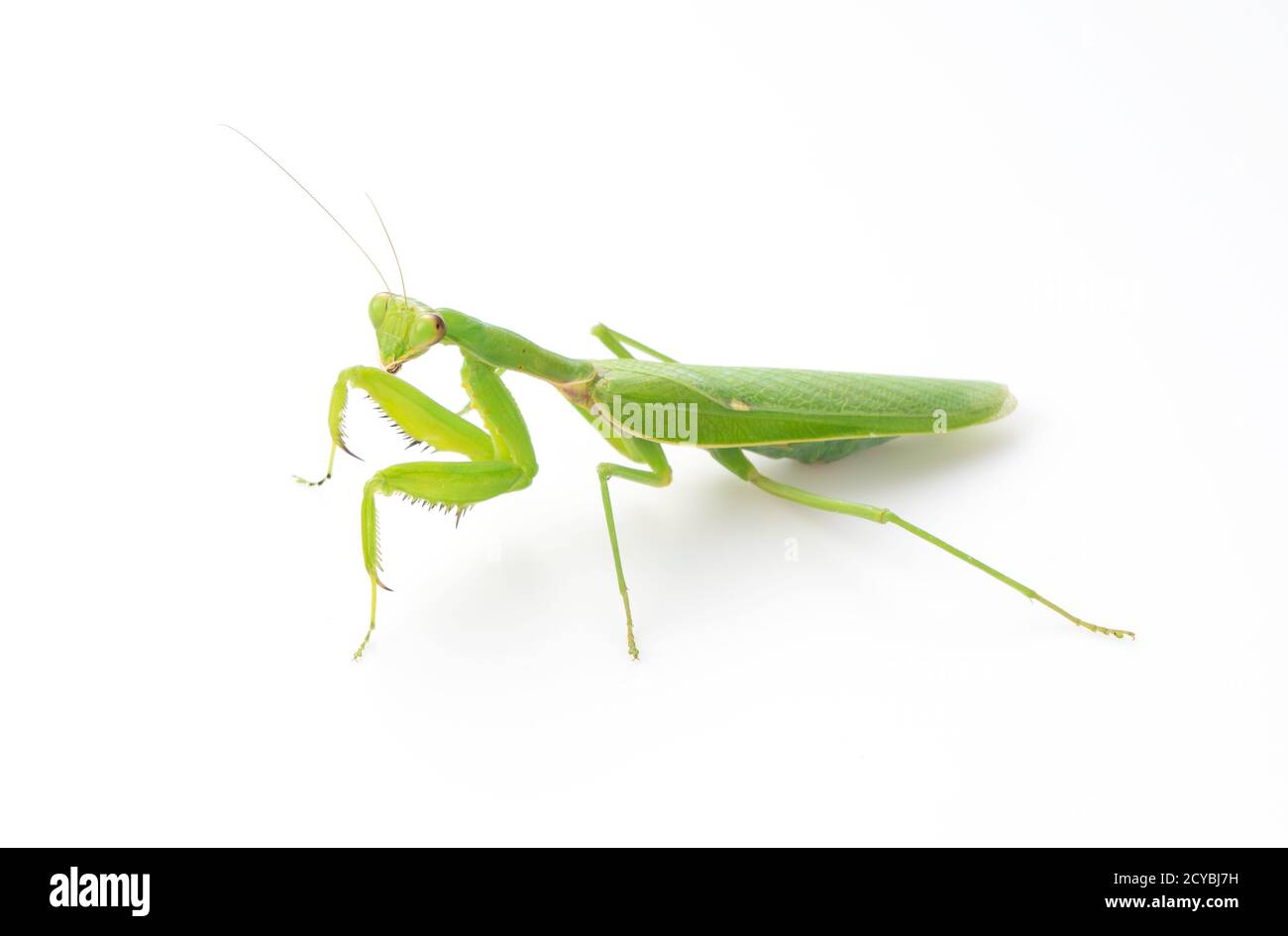 Japanese Harabiro mantis on a white background Stock Photo - Alamy