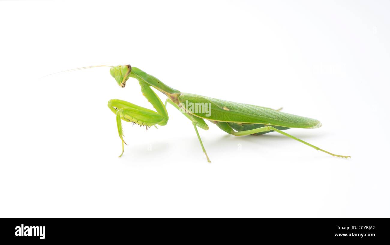 Japanese Harabiro mantis on a white background Stock Photo - Alamy