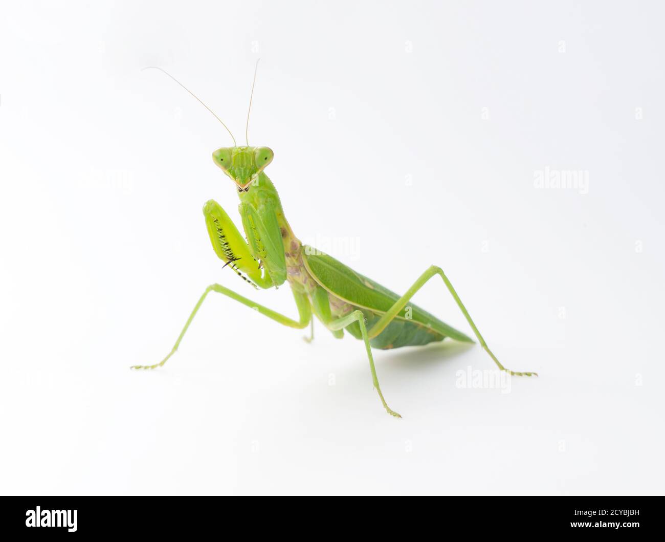 Japanese Harabiro mantis on a white background Stock Photo - Alamy