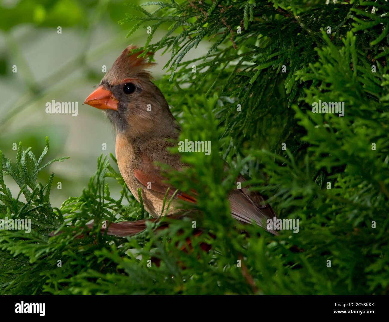 Female cardinal in evergreen tree Stock Photo - Alamy