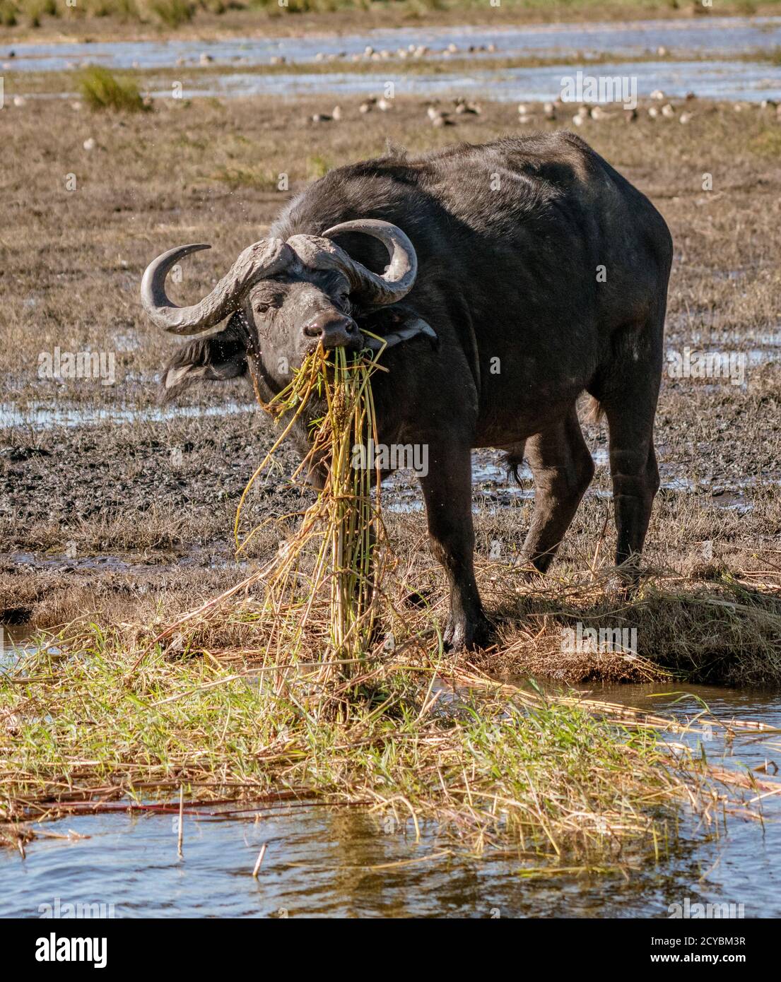 Cape buffalo eats hippo grass from a marsh in Namibia Stock Photo - Alamy