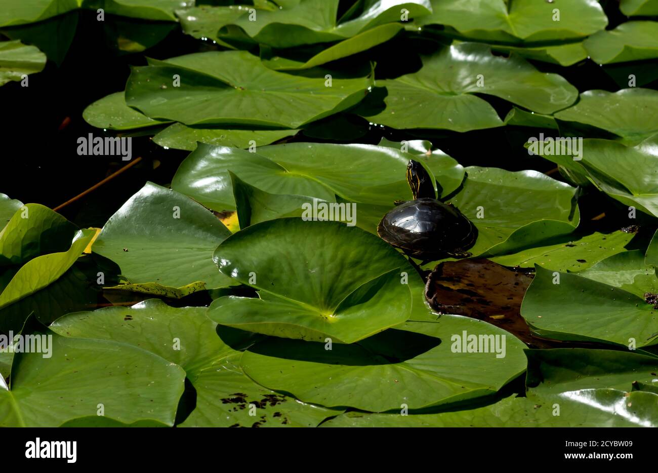 Turtle on lily pad hi-res stock photography and images - Alamy
