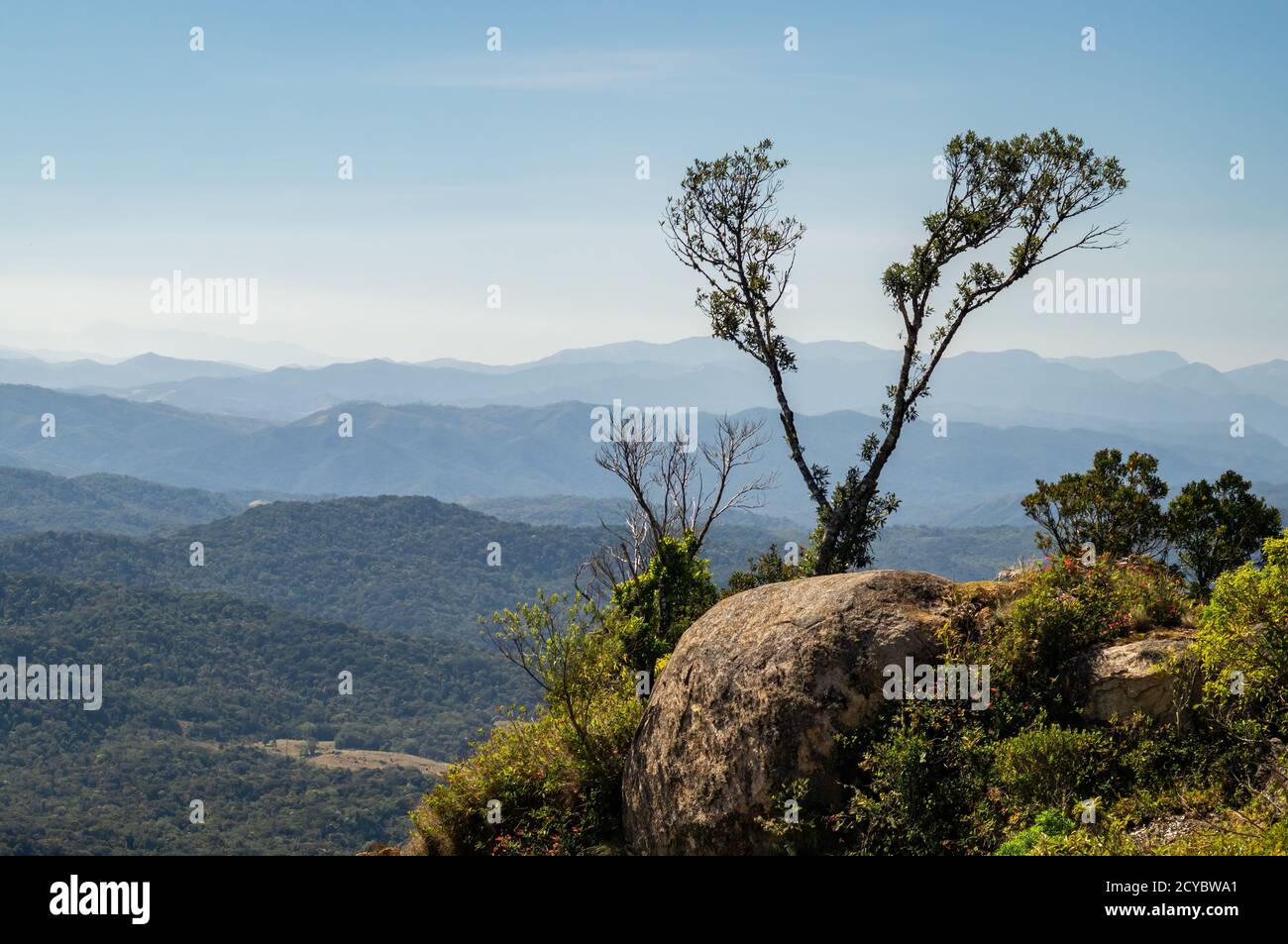 Tree growing around rock hi-res stock photography and images - Alamy