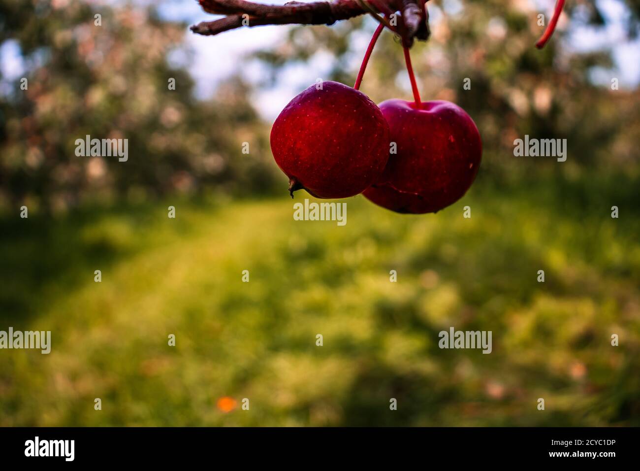 Two hanging apple hi-res stock photography and images - Alamy