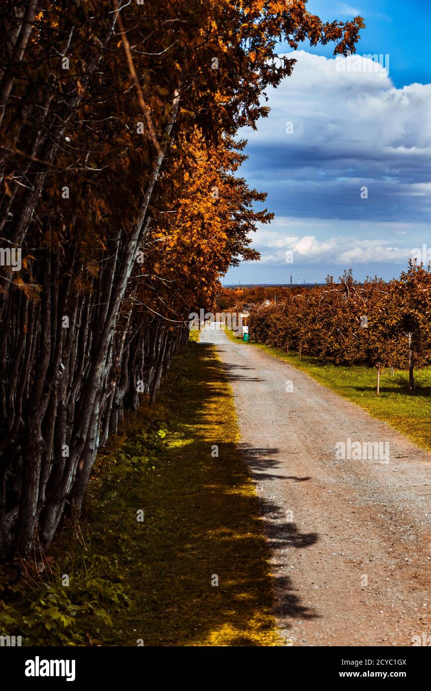 Apple orchard during the fall Stock Photo - Alamy