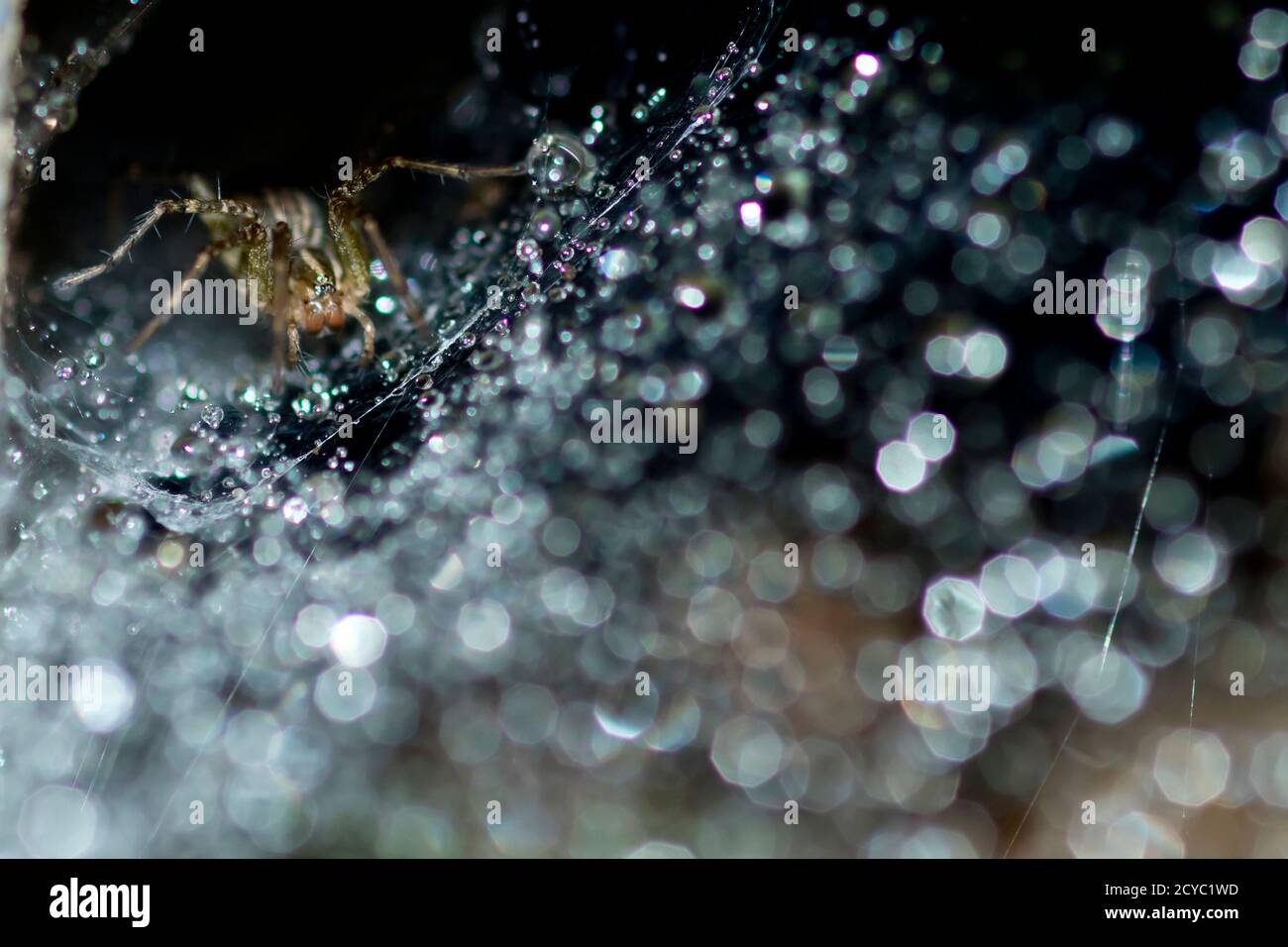 Spider and spiderweb filled with water droplets Stock Photo - Alamy