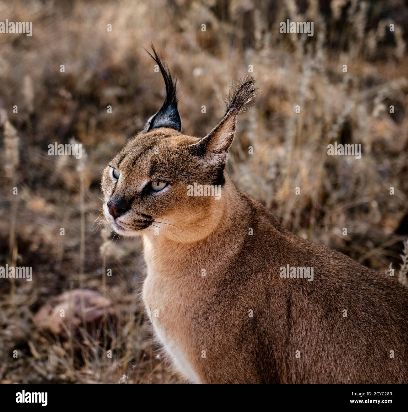 Caracal cat scans his surroundings for food Stock Photo - Alamy