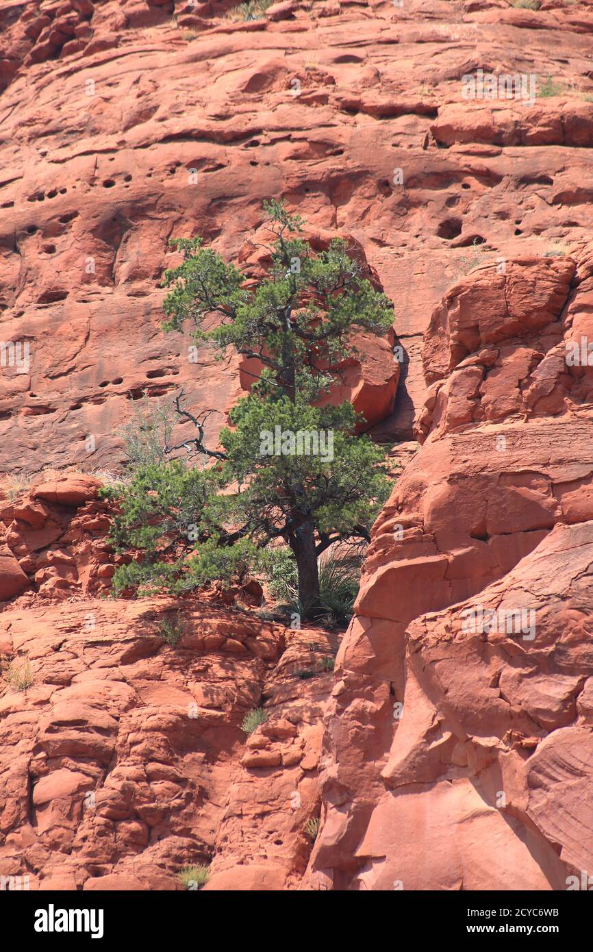 Rocks and trees Stock Photo - Alamy