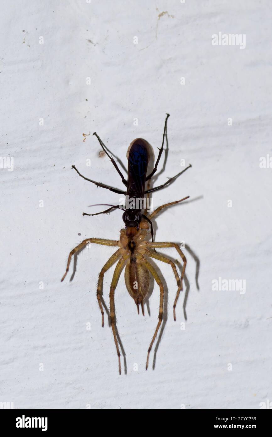 Wasp eating spider Stock Photo - Alamy