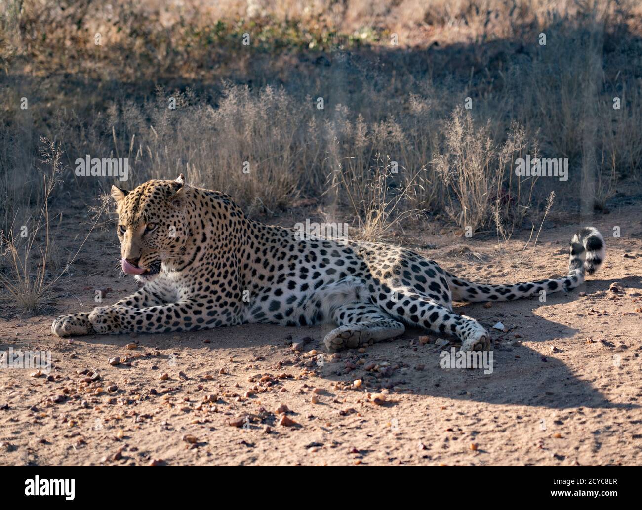 Leopard in wild namibia hi-res stock photography and images - Alamy