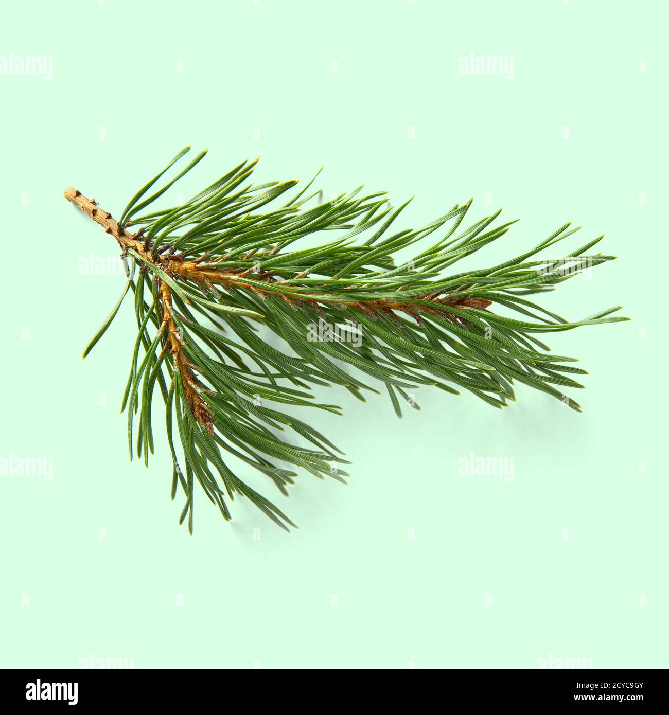 pine twig isolated, Pine branch on white background Stock Photo - Alamy