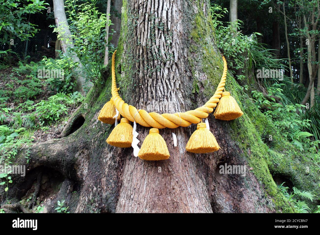Tree bound by shimenawa rope of Japanese Shinto. Taken in August 2019 ...