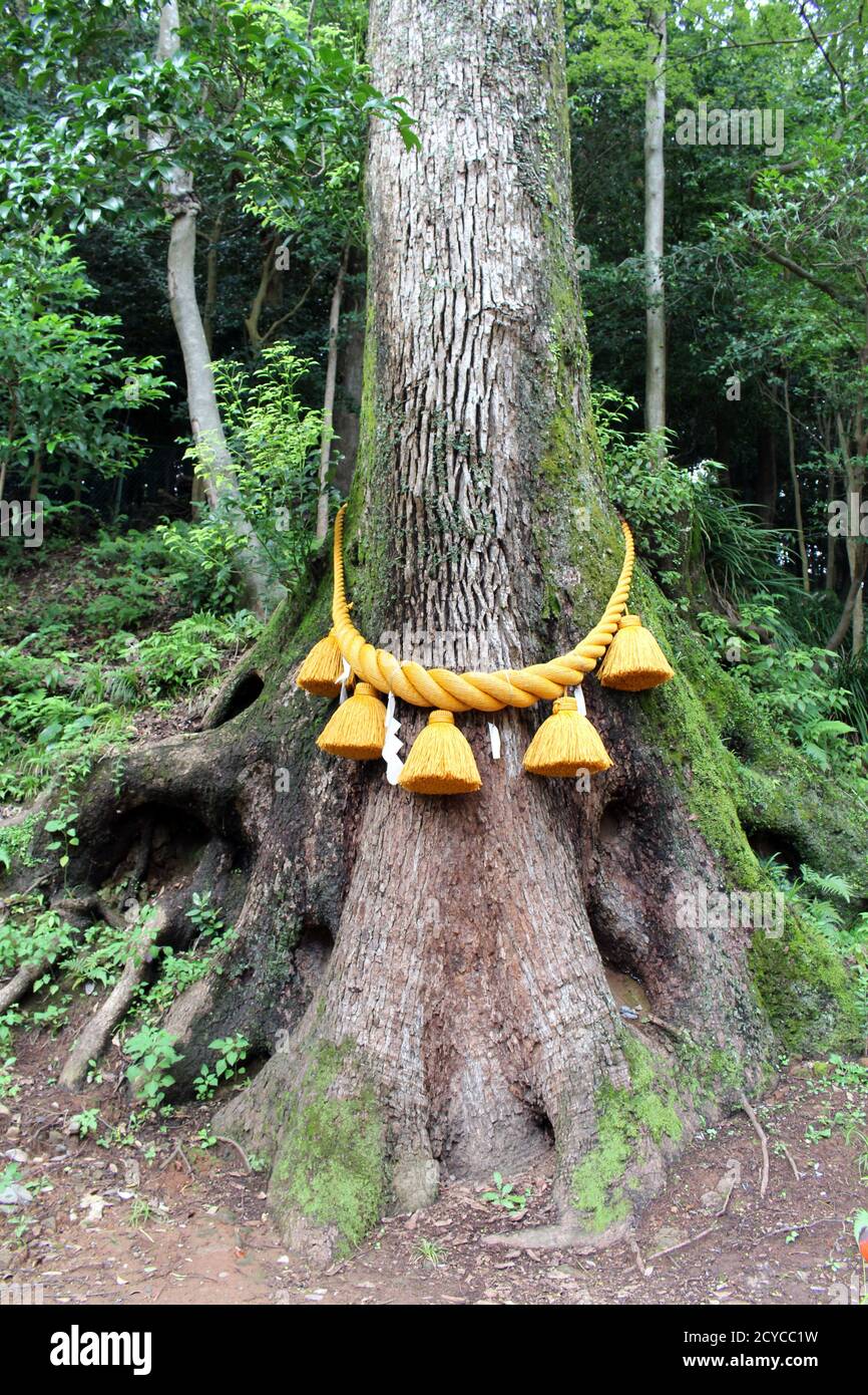 Tree bound by shimenawa rope of Japanese Shinto. Taken in August 2019 ...