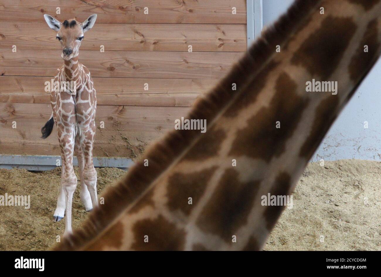 Giraffe through window hi-res stock photography and images - Alamy