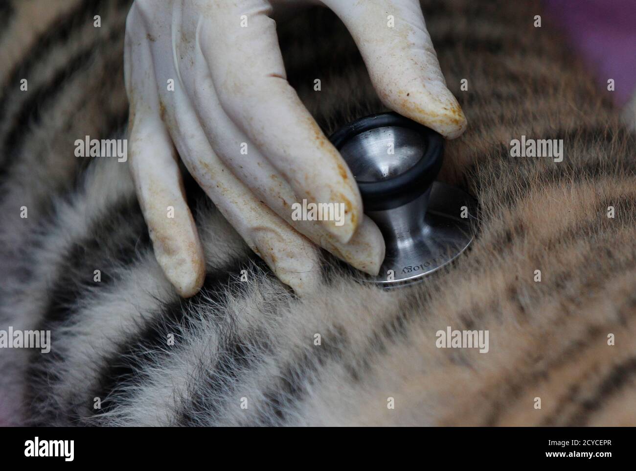 Chester zoo tiger enclosure hi-res stock photography and images - Alamy