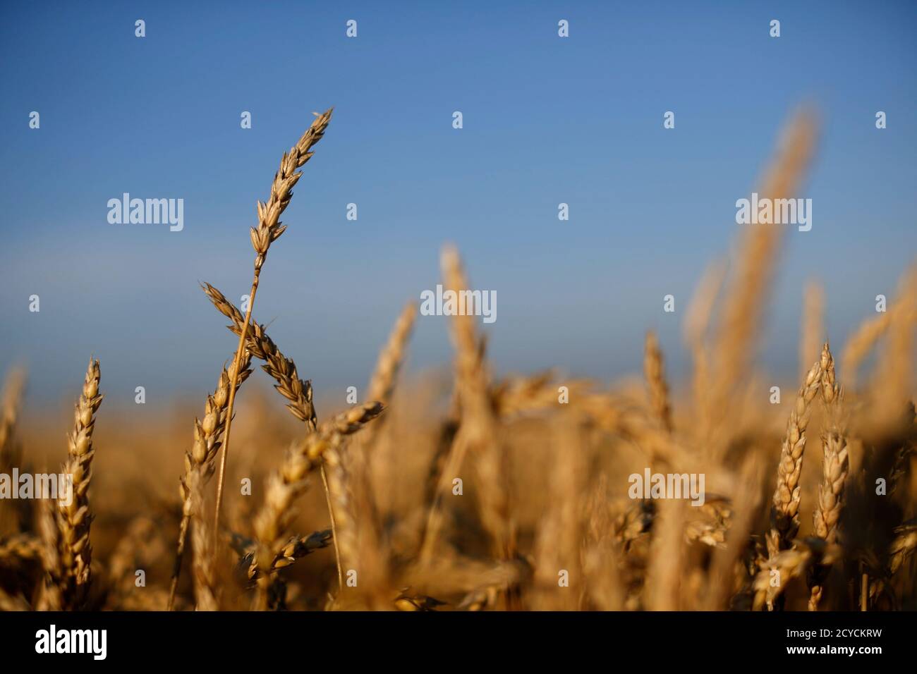 Soft red winter wheat hi-res stock photography and images - Alamy