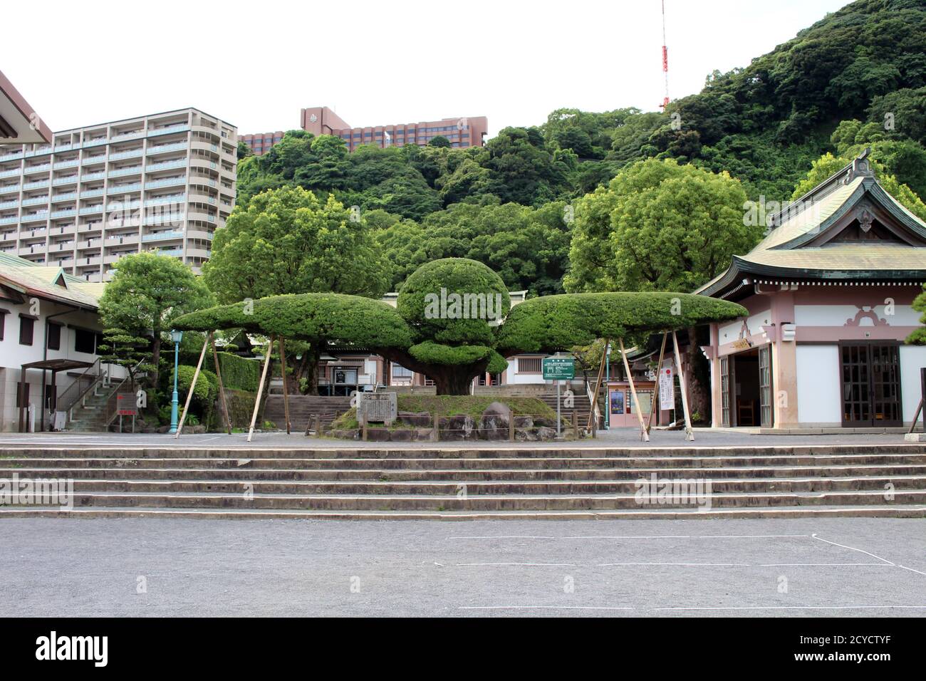 Big tree at Terukuni Jinja Shrine in Kagoshima. Taken in August 2019 ...