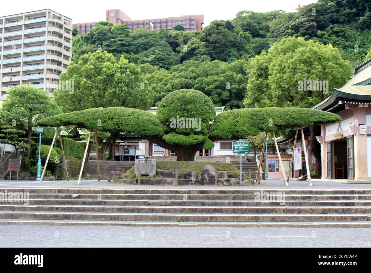 Big tree at Terukuni Jinja Shrine in Kagoshima. Taken in August 2019 ...
