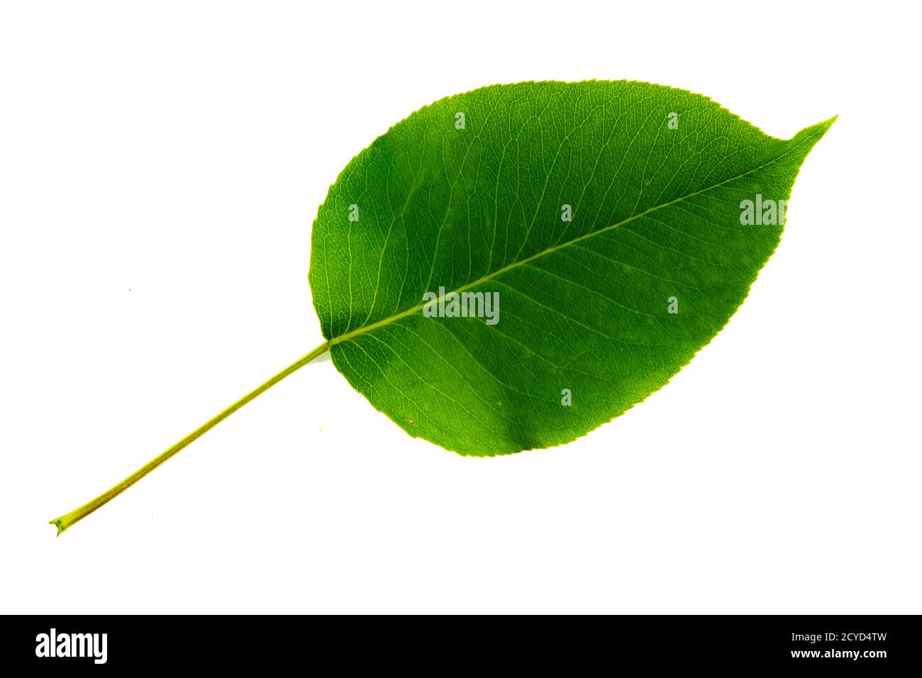 Pear tree top view hi-res stock photography and images - Alamy