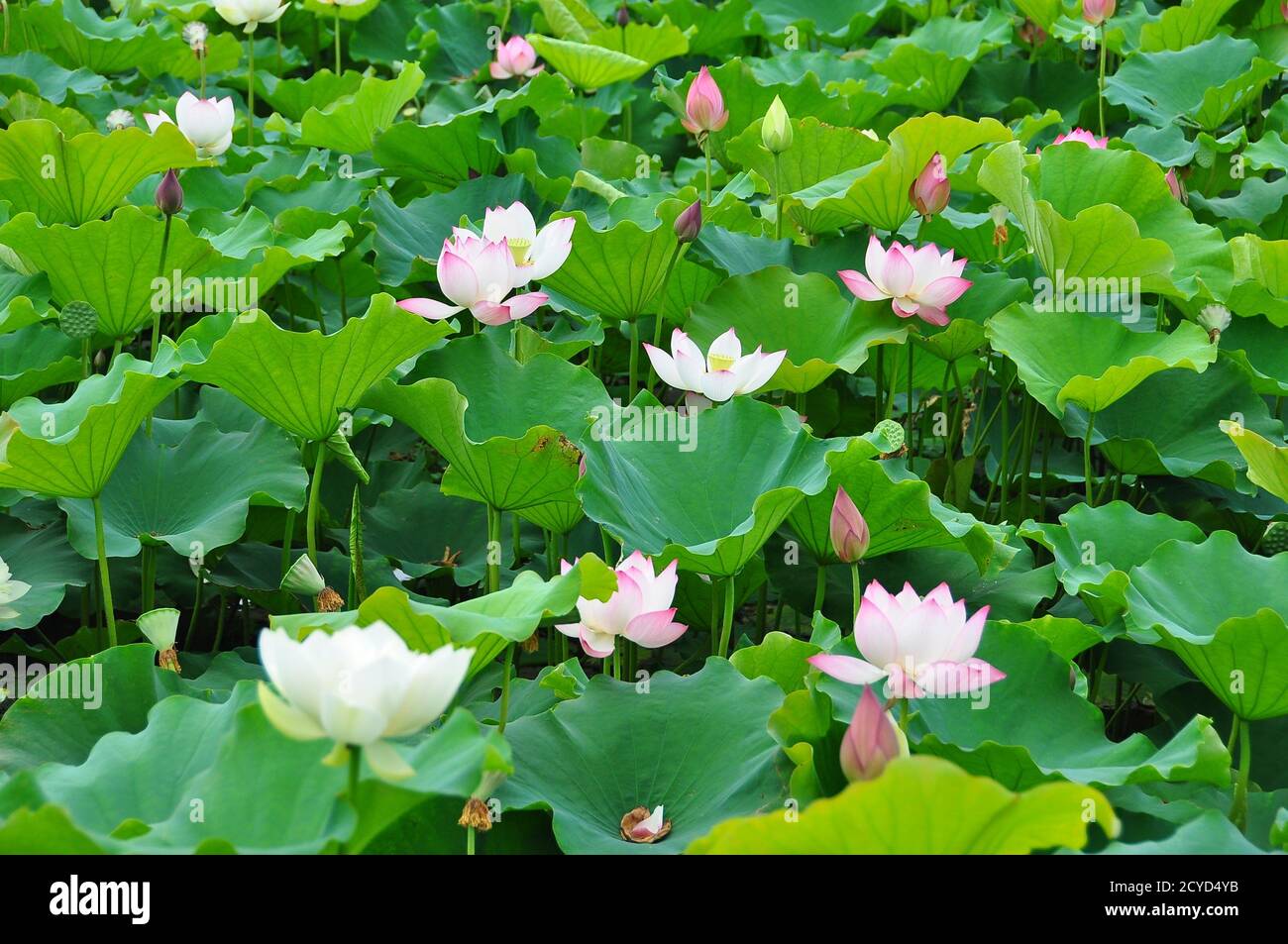 Lotus is the water plant. It has broad floating leaves and bright ...