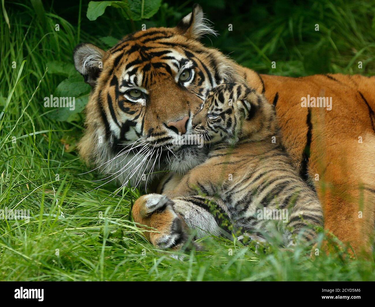 Tiger at chester zoo enclosure hi-res stock photography and images - Alamy