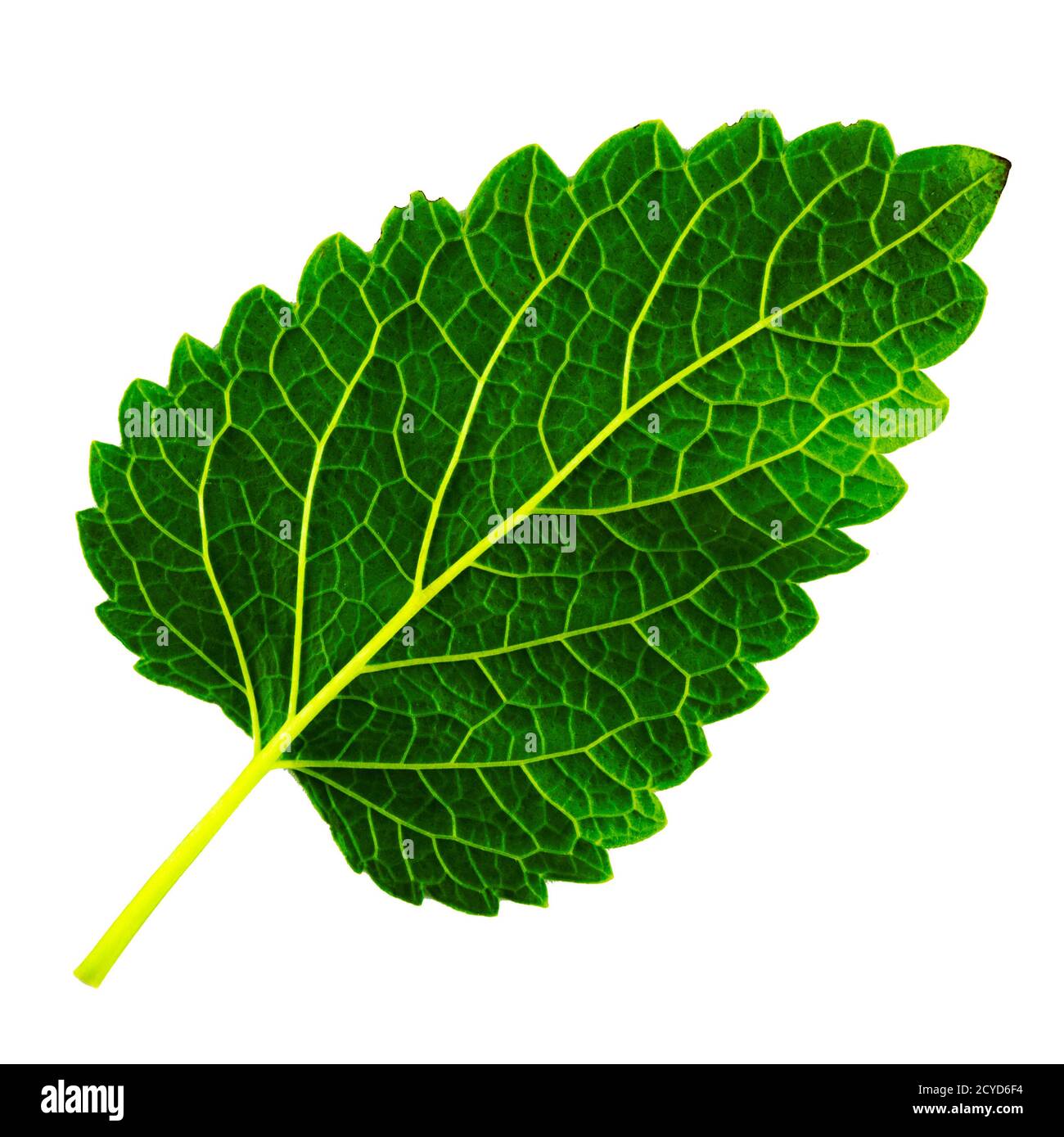 one green leaf of lemon balm isolated on the white background, bottom ...
