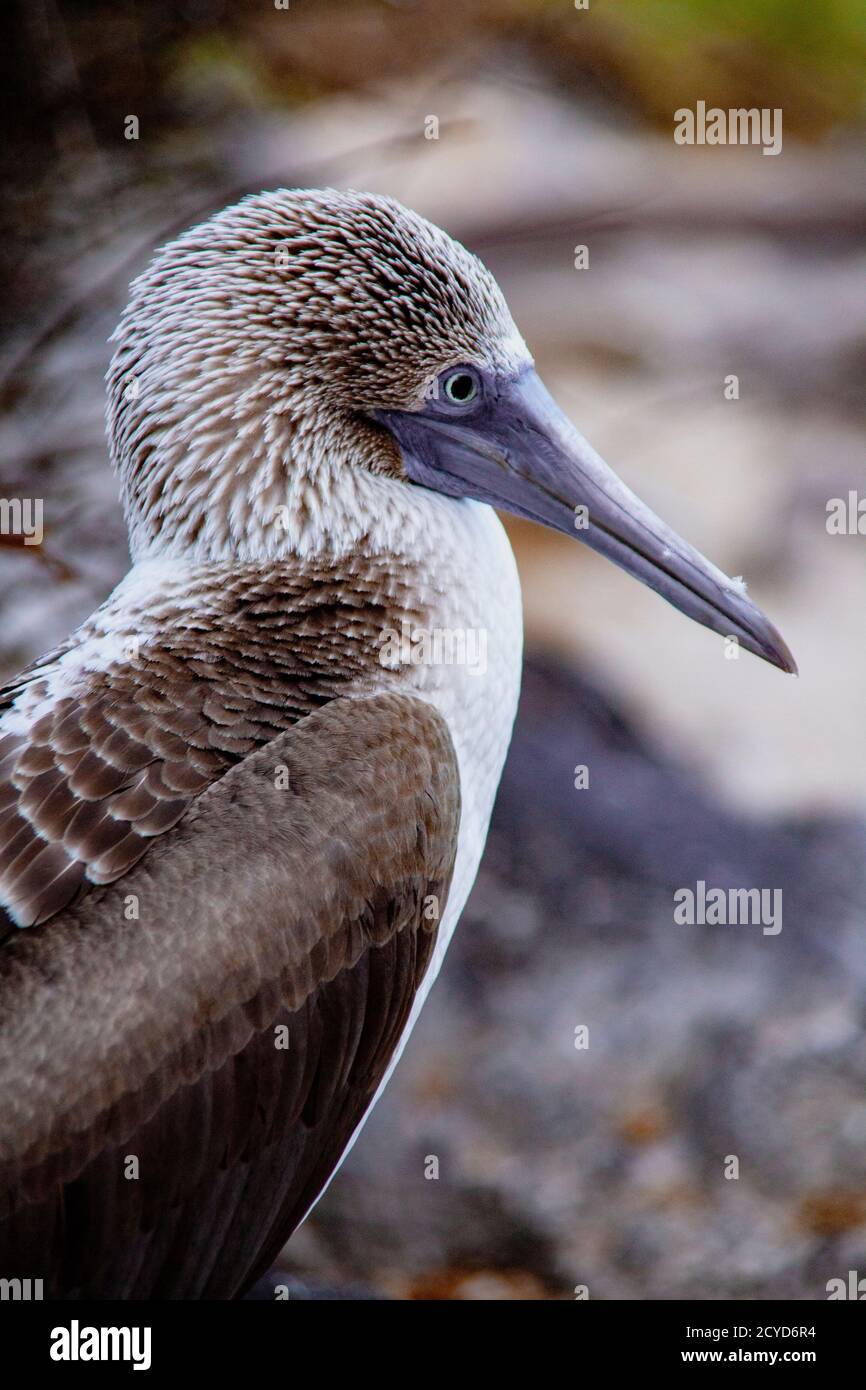 Blue footed booby punta hi-res stock photography and images - Alamy