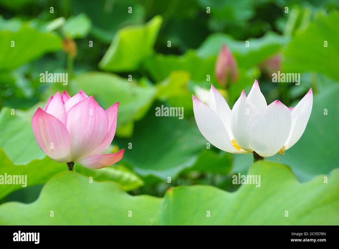 Lotus is the water plant. It has broad floating leaves and bright ...