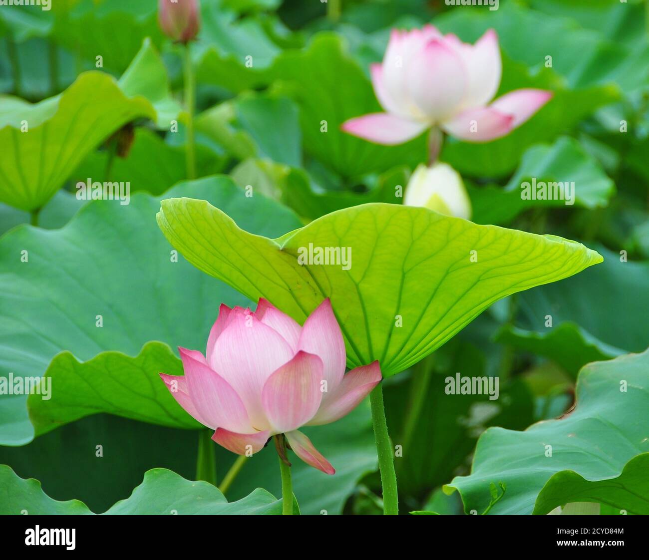 Lotus is the water plant. It has broad floating leaves and bright ...