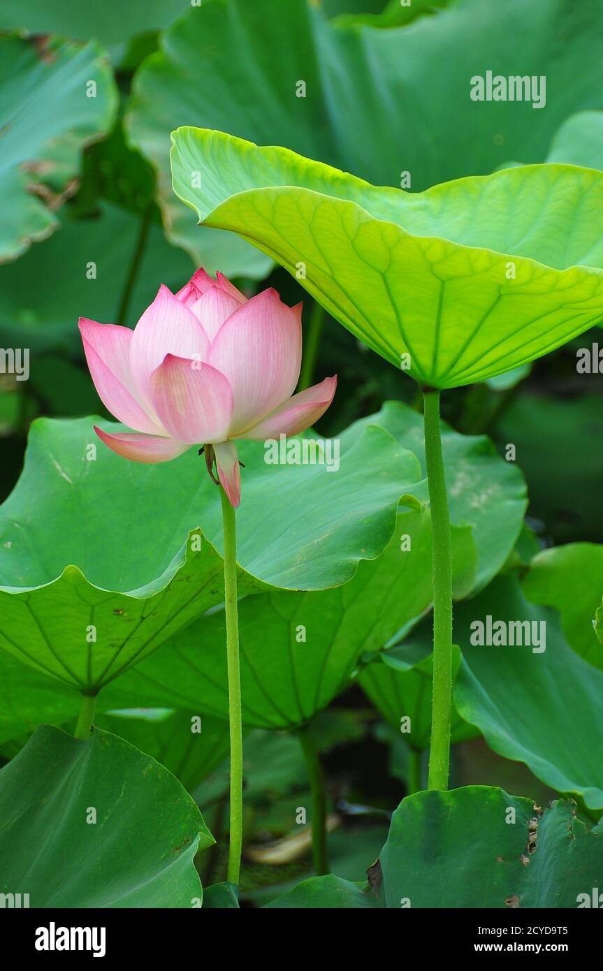 Lotus Flower Leaves