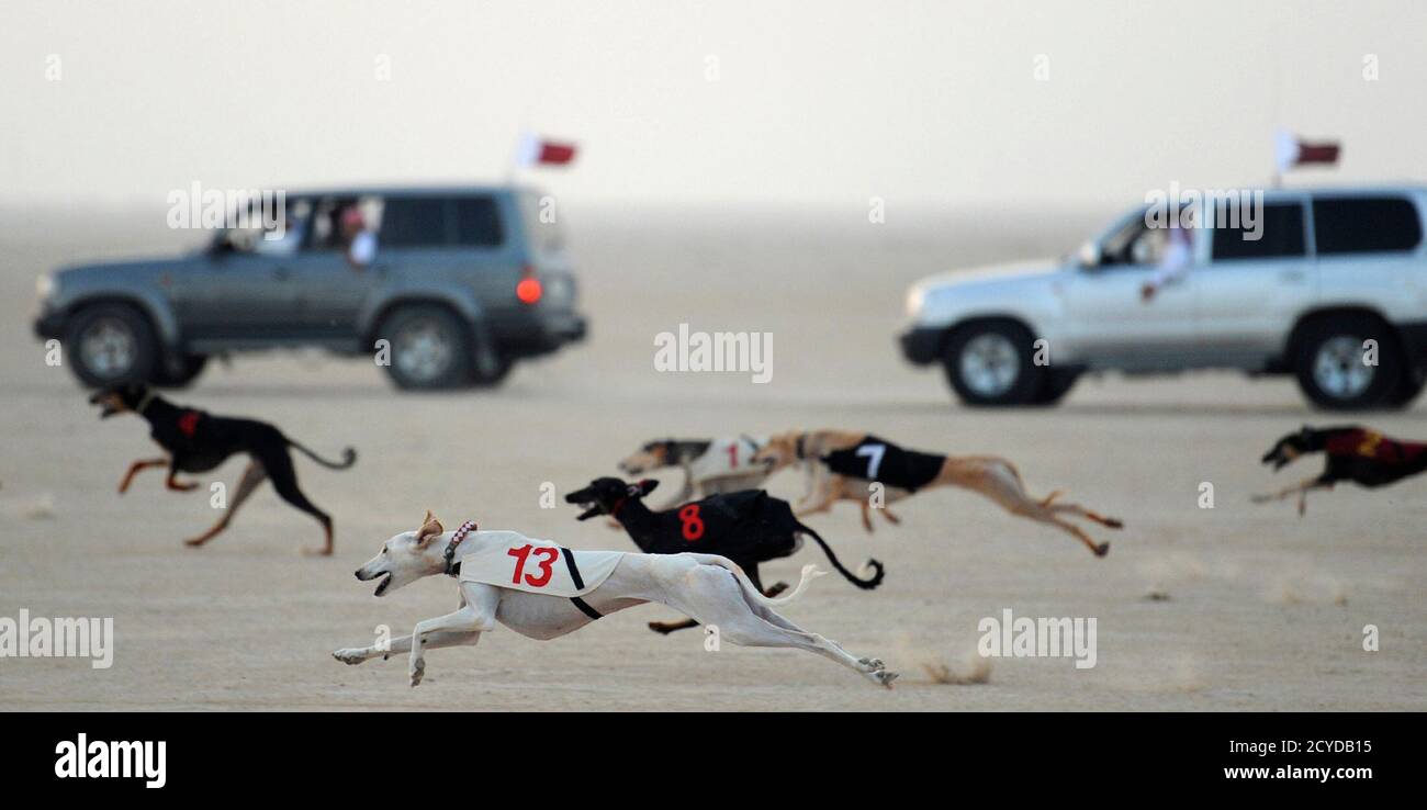 Arabian saluki dogs hi-res stock photography and images - Alamy