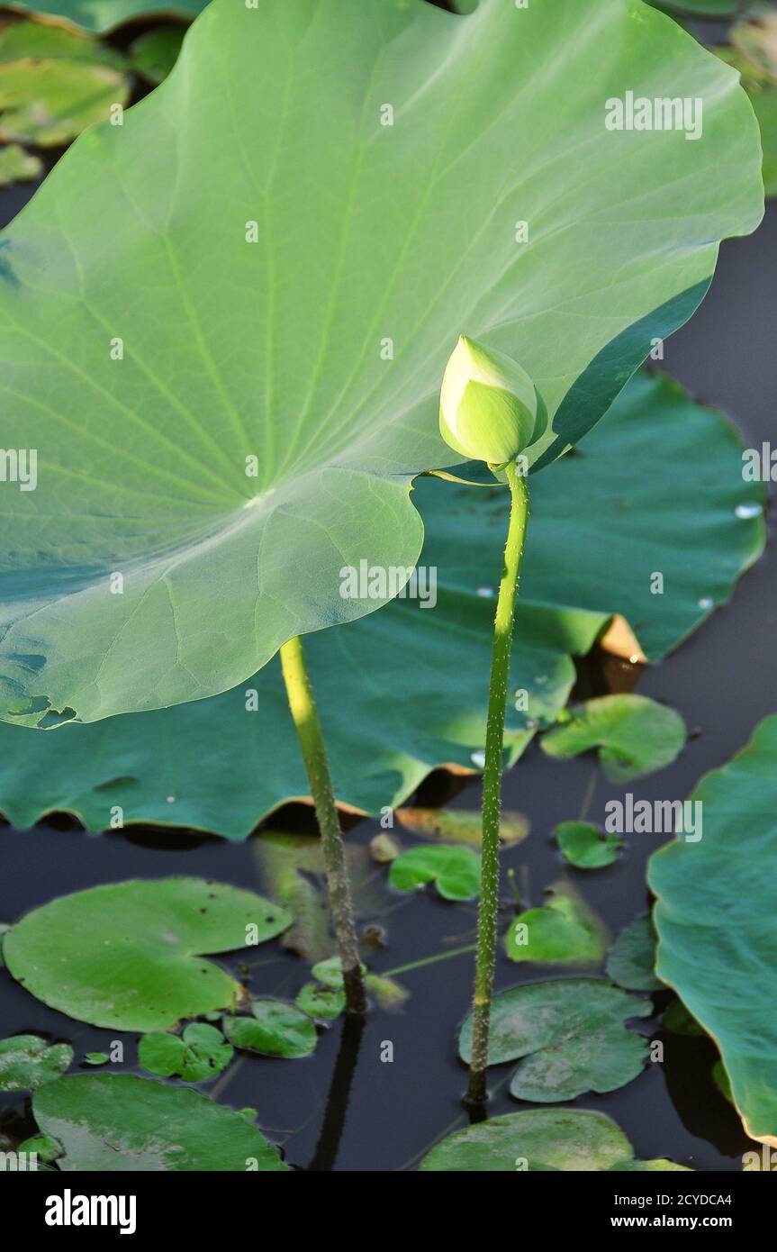 Lotus is the water plant. It has broad floating leaves and bright ...