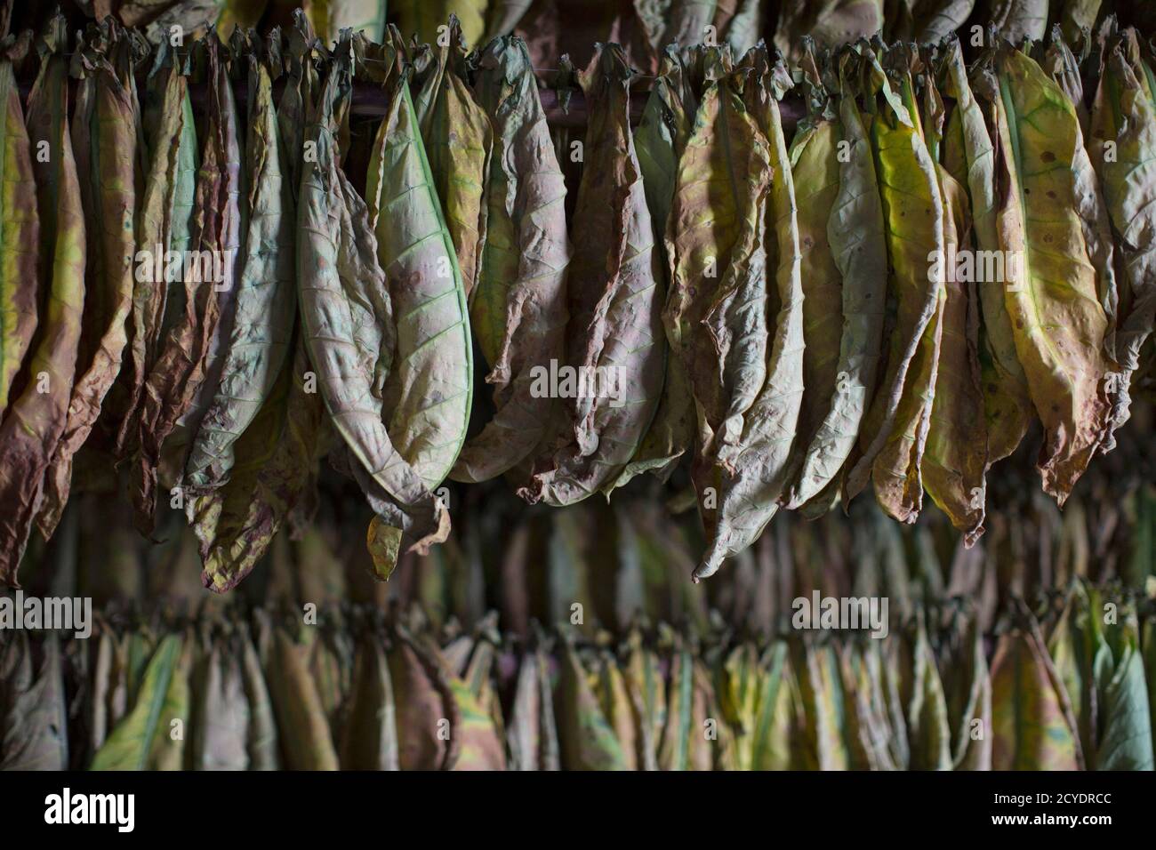 Cigar leaf habanos hi-res stock photography and images - Alamy