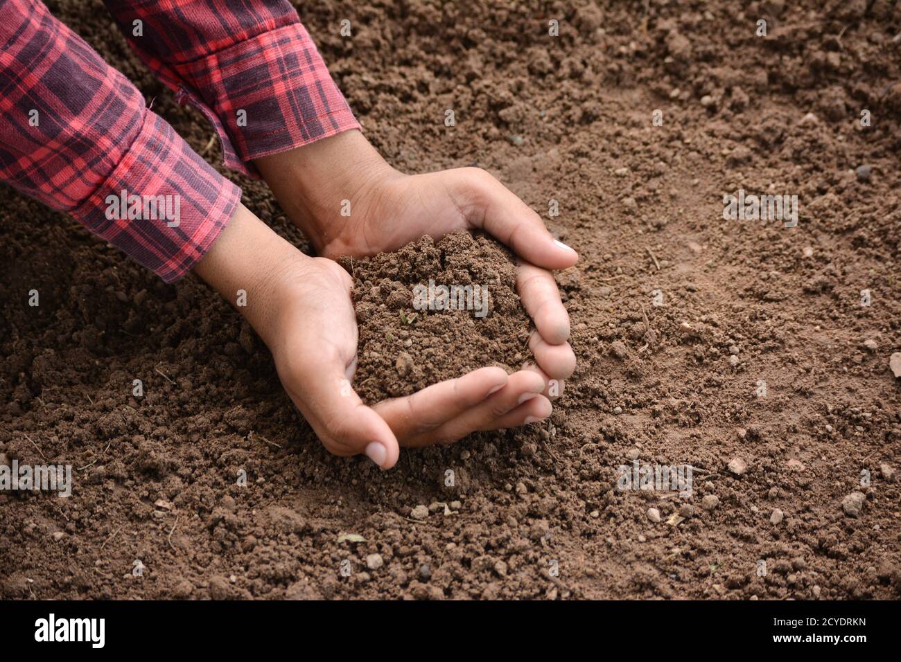 Hands holding soil in agricultural field Stock Photo - Alamy