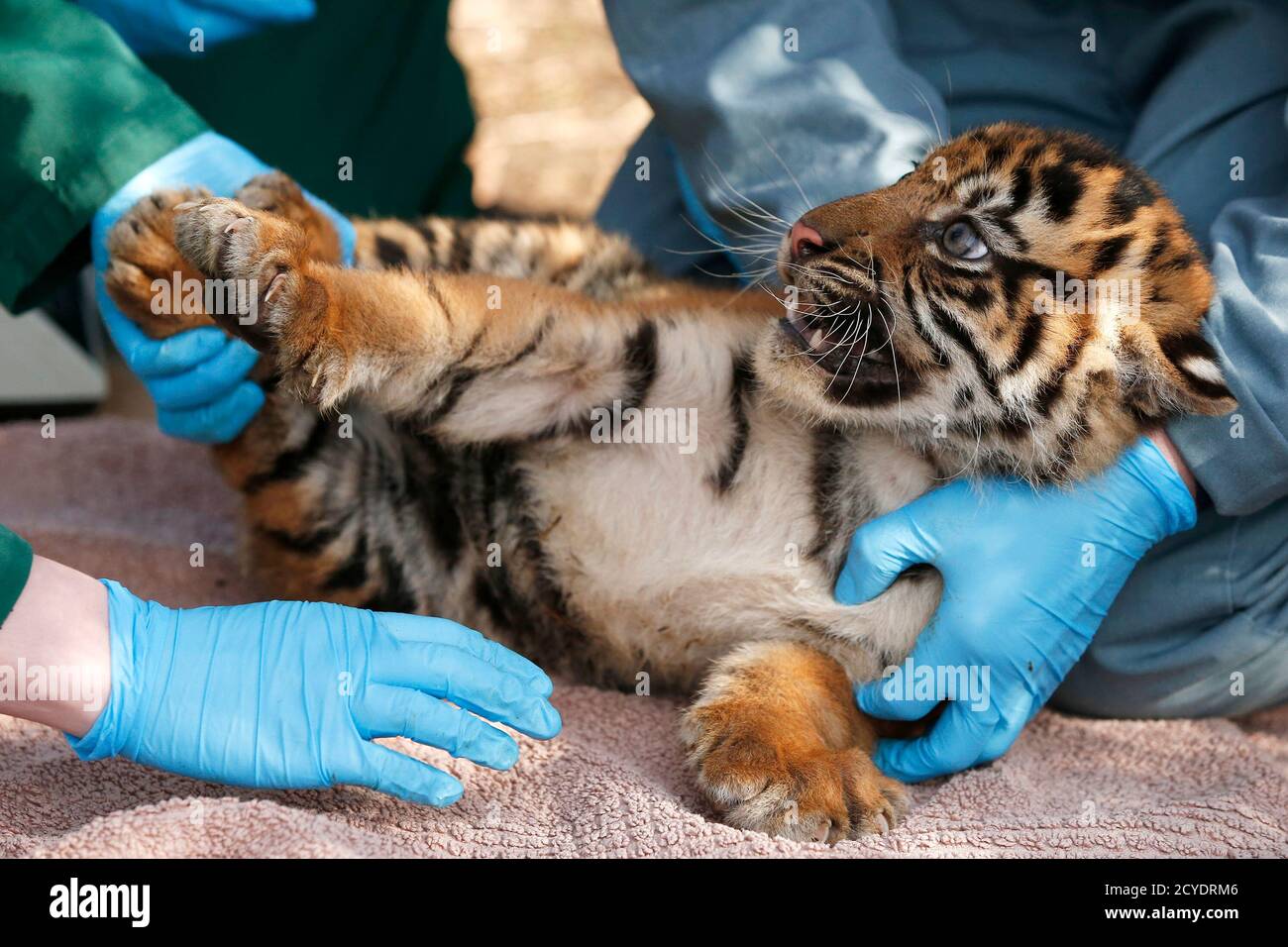 Chester zoo tiger enclosure hi-res stock photography and images - Alamy