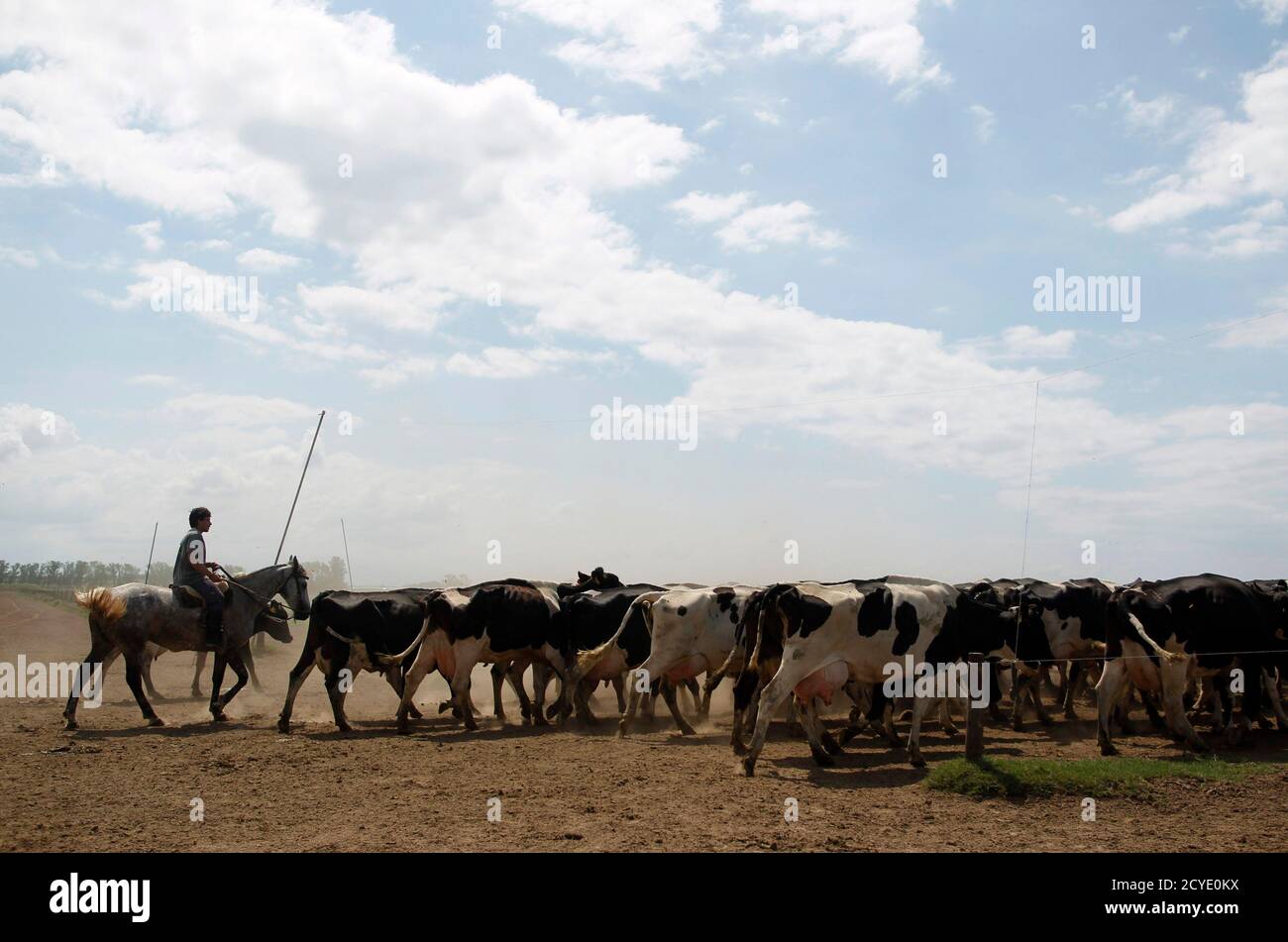 Soybean meal and cows hi-res stock photography and images - Alamy