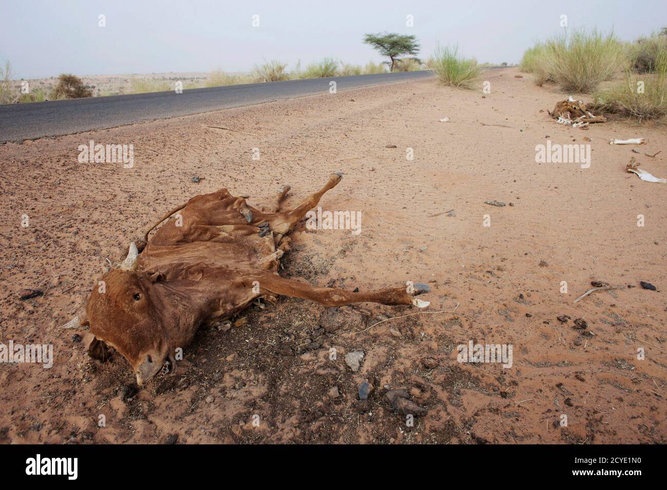 Africa decompose animal hi-res stock photography and images - Alamy