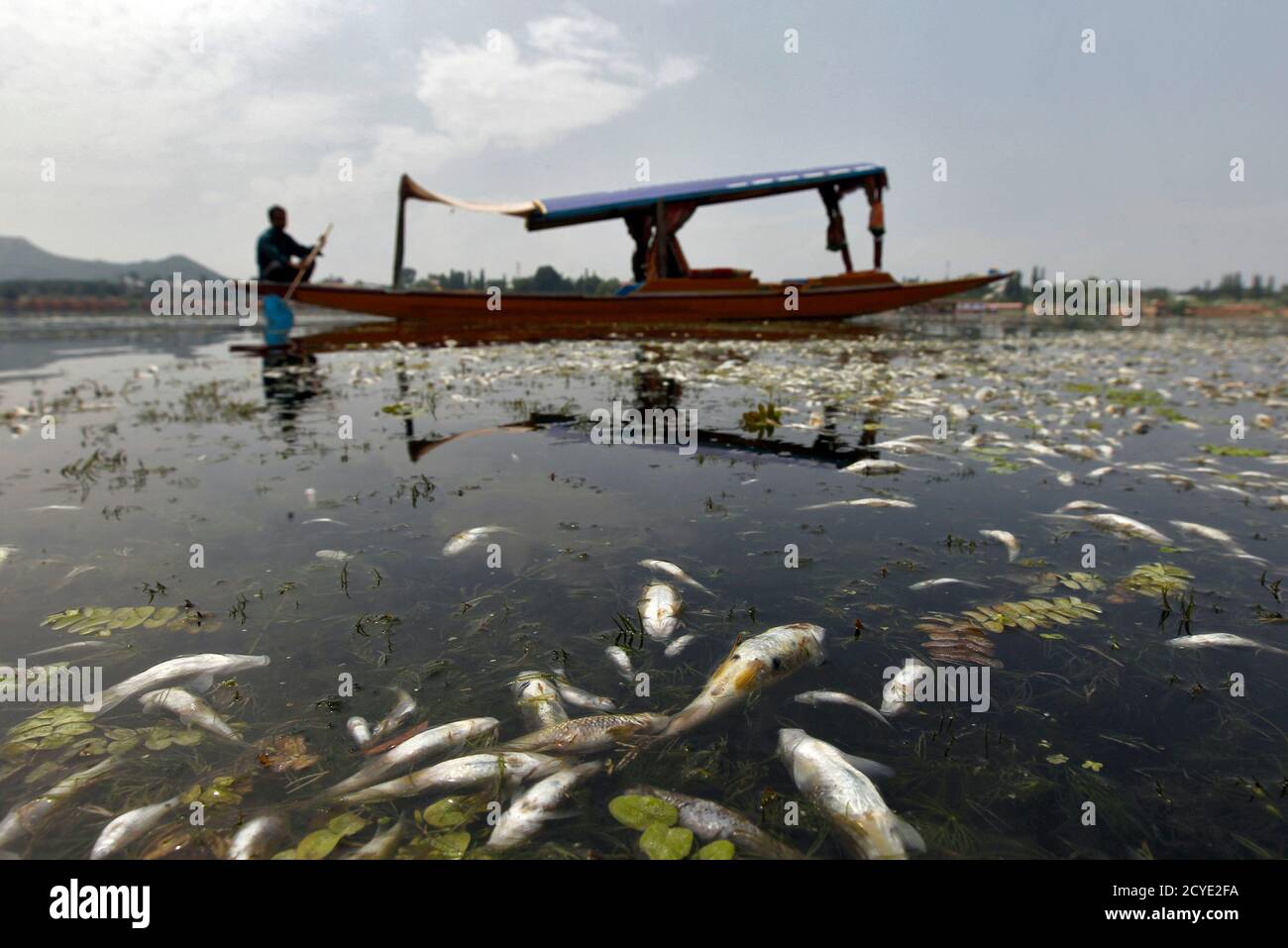 Oxygen Depletion Pollution