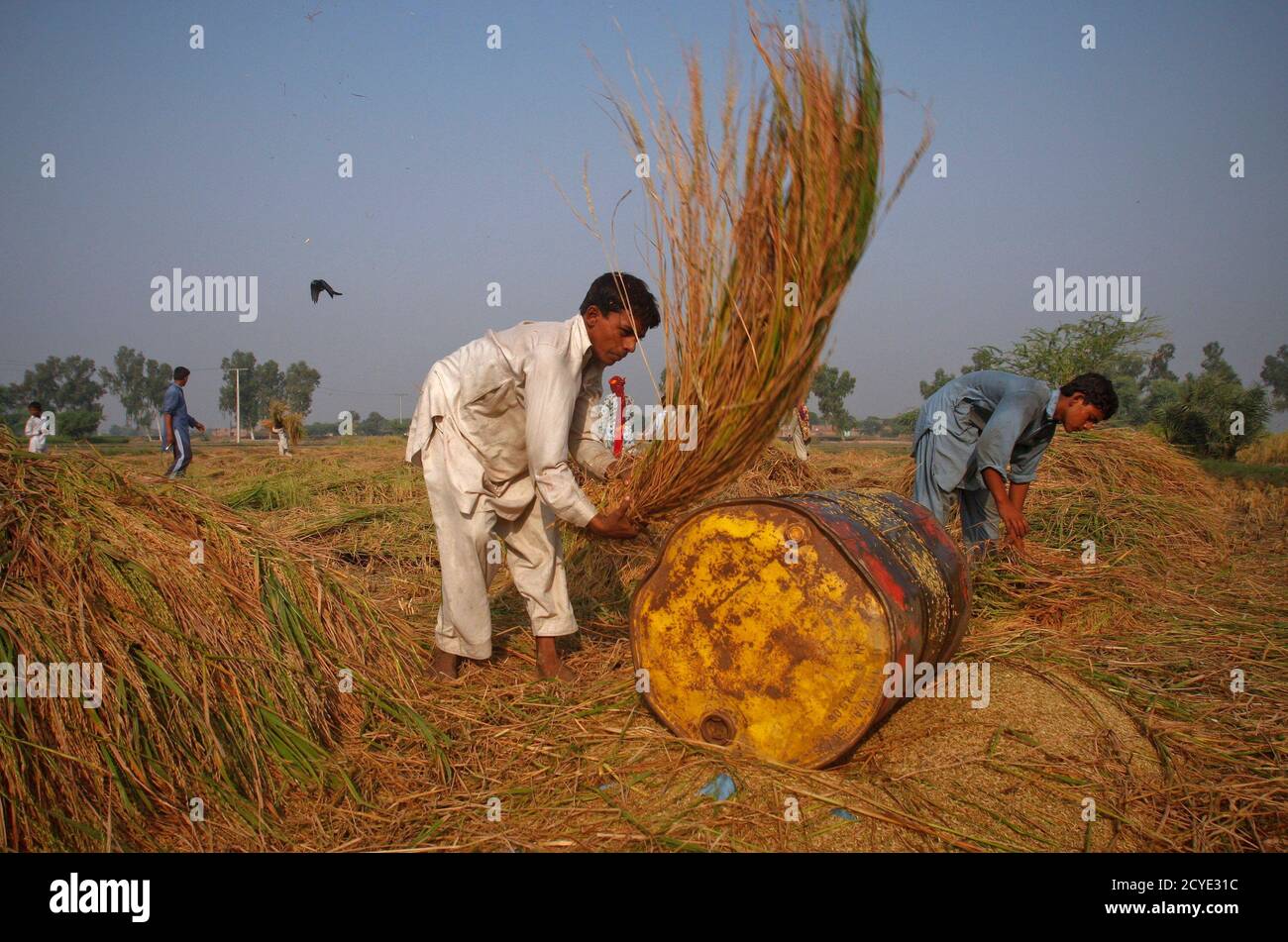 Threshes hi-res stock photography and images - Alamy