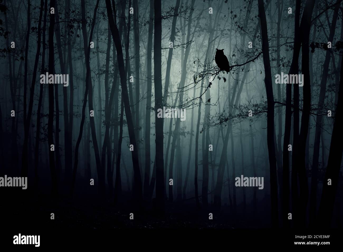 Enchanted forest in magic, mysterious fog at night Stock Photo - Alamy