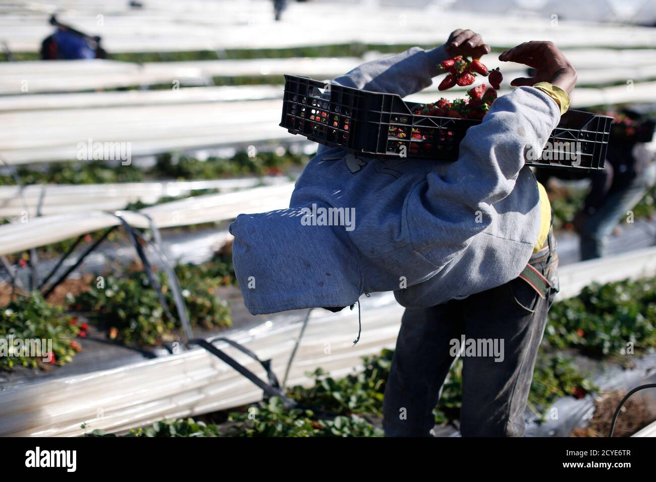 Strawberries field africa hi-res stock photography and images - Alamy