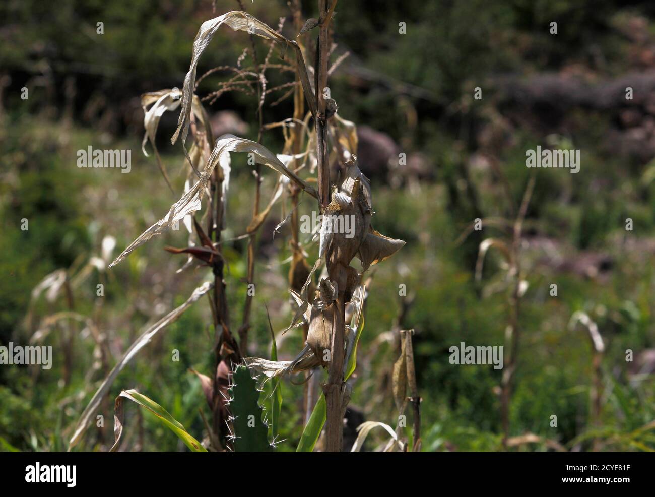 Drought stricken crops hi-res stock photography and images - Alamy