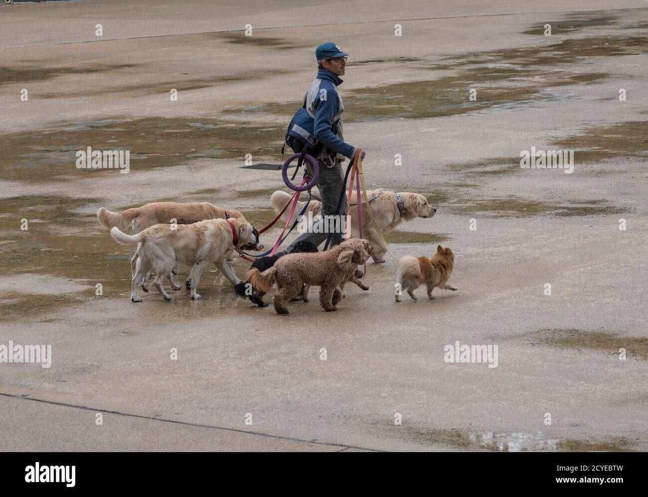 Professional dog walker walking lots of dogs hi-res stock photography ...