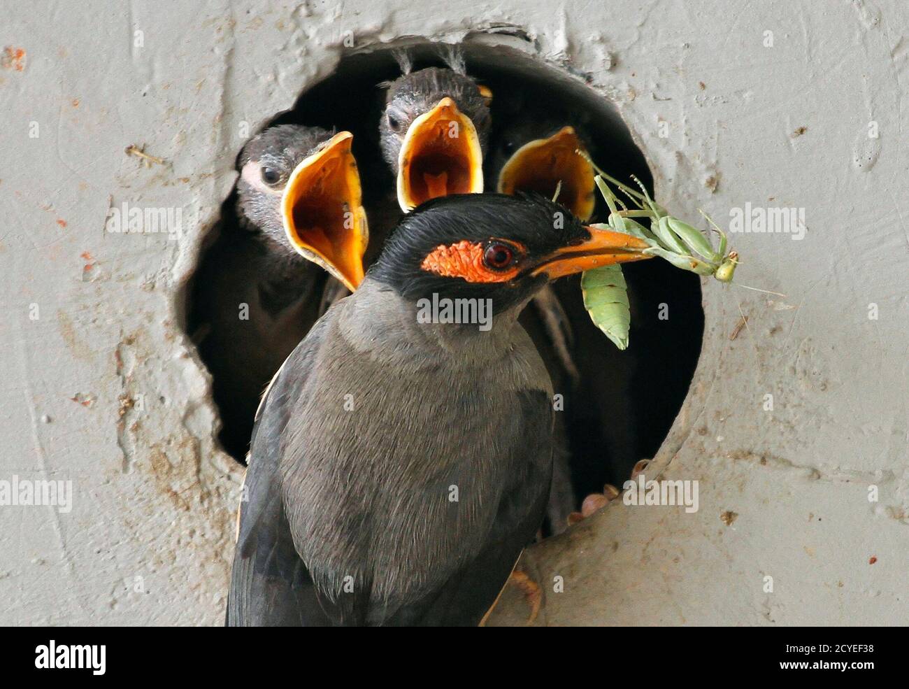Mynah nest hi-res stock photography and images - Alamy